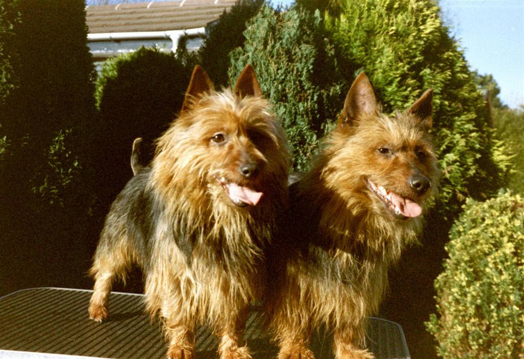 Australian Terrier breed profile | DogCast Radio